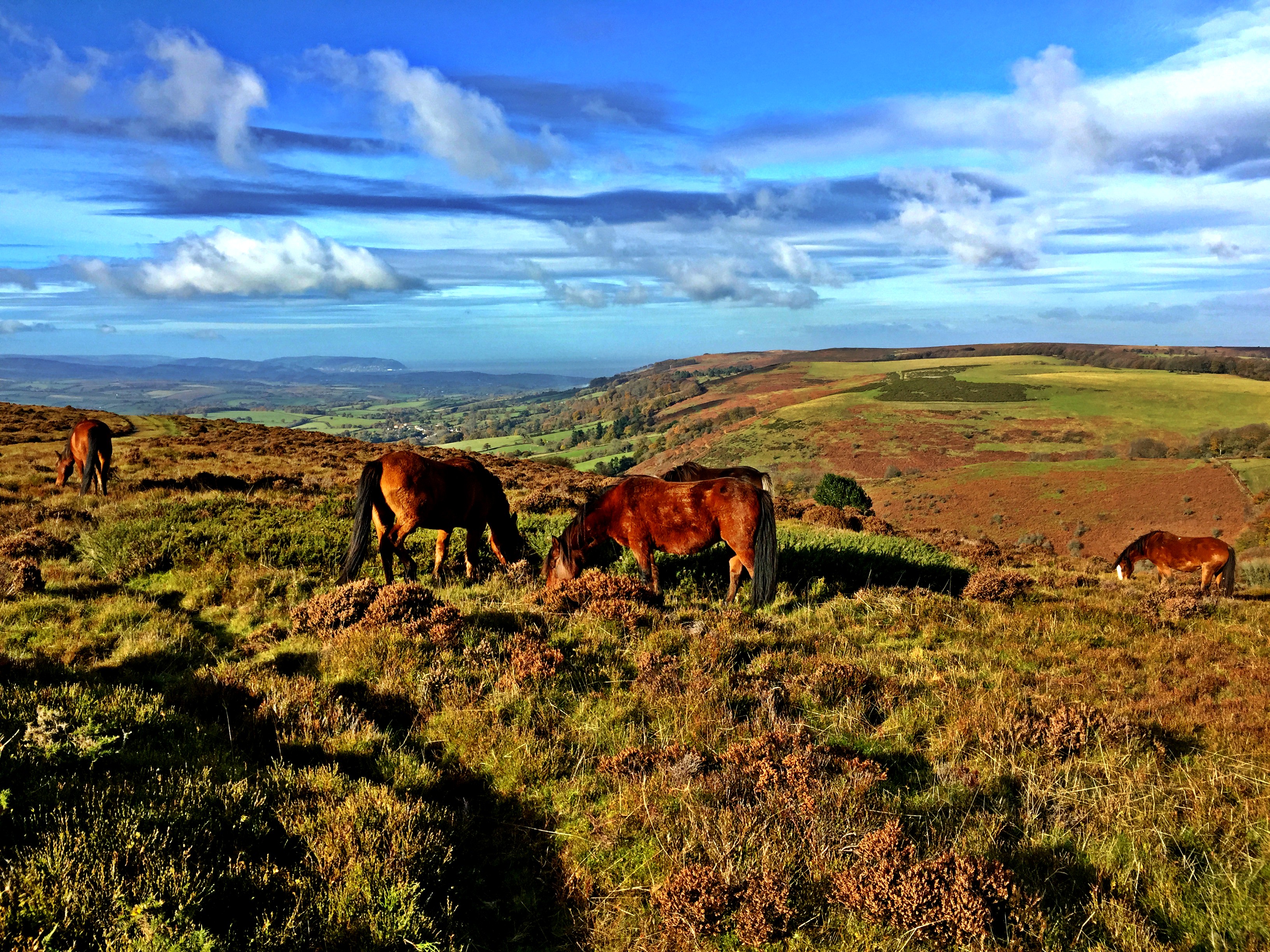 Horses and dogs | Holiday Ideas | Triscombe Barns